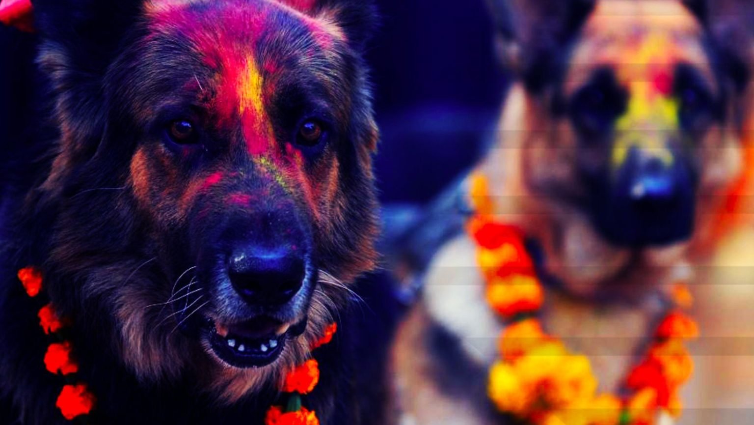 Discovering Tihar in Nepal: Festival of Lights, Love & Culture